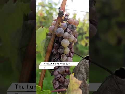 What Makes Hungarian Tokaji Wine So Special
