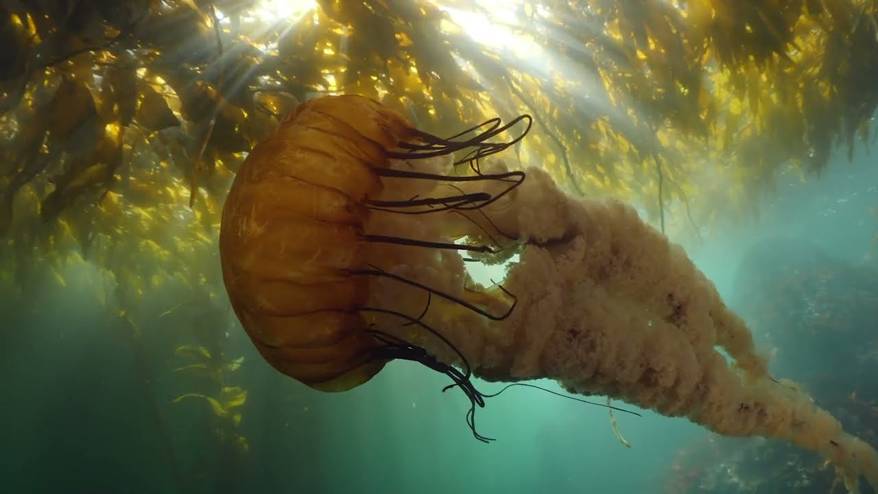 Help Protect Our Oceans, Turn the Tide with Ocean Wise