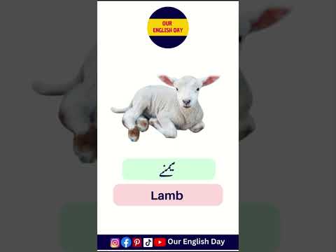 Sheep and Lamb | English Vocabulary in Urdu and Hindi #shorts #youtubeshorts