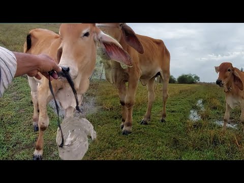 Smart cows in the field