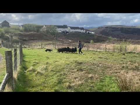 Lot 100: Efail Mike - 14.5.25 Farmers Marts Dolgellau Sheepdog Auction