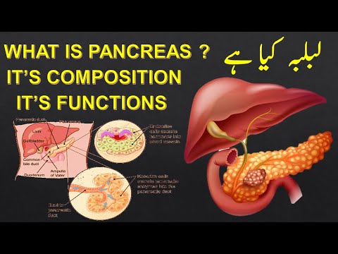 What is Pancreas - Structure & Function Part 1 in Urdu / Hindi || Haider Ali Lectures