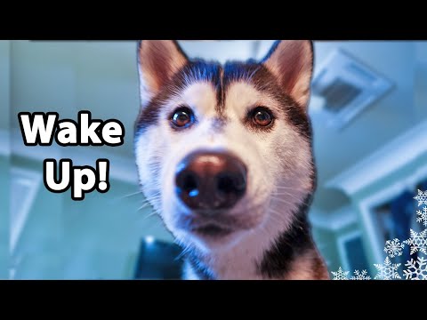 My Dog's Morning Routine π | Huskies Morning Routine 2020 Summer