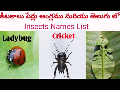 Insects Names List In Telugu And English| Y Telugu Info