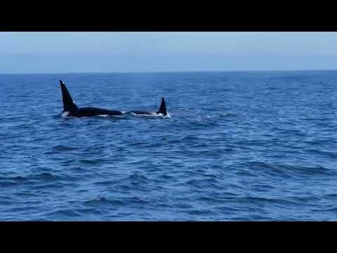 A Close Encounter with Hunting Killer Whales – 21/4/18 – Whale Tales