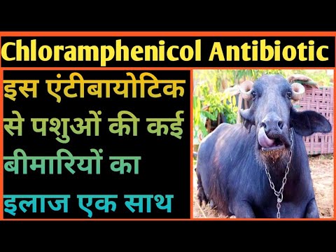 Chloramphenicol Injection - Chloramphenicol Sodium Succinate Injection ...