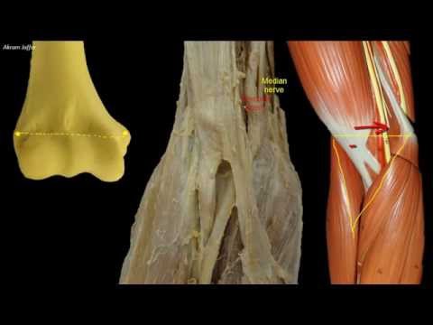 Superficial veins of the upper limb at the cubital fossa
