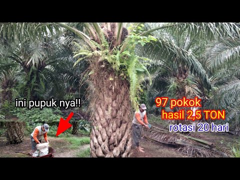 REKORR BARU TERCIPTA!! HANYA 97 POKOK KELUAR 2,5 TON TERNYATA INI PUPUKNYA!!