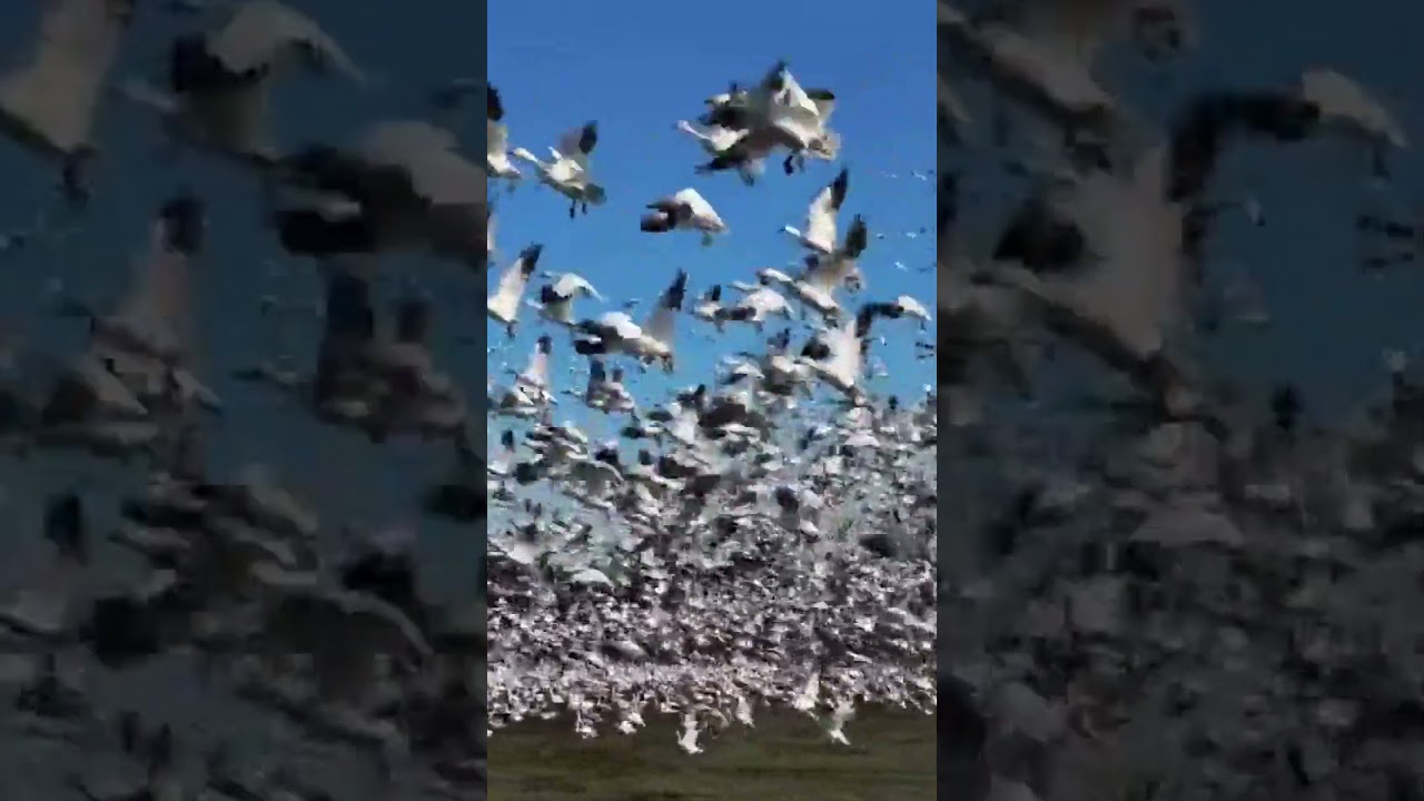 Thousands of Snow Geese Descend on Skagit Valley | Pacific Northwest Wildlife (credit: mukul.soman)