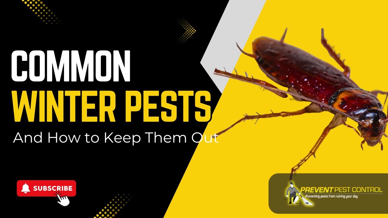 Common Winter Pests & How to Keep Them Out