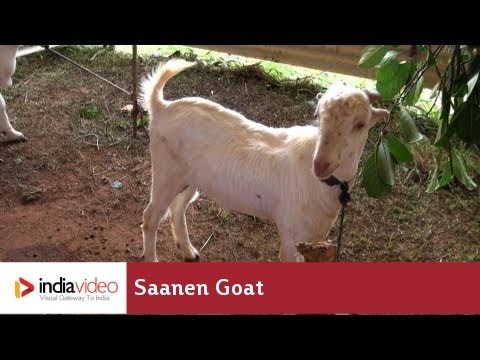 Saanen Goat -- a goat breed from Switzerland | India Video