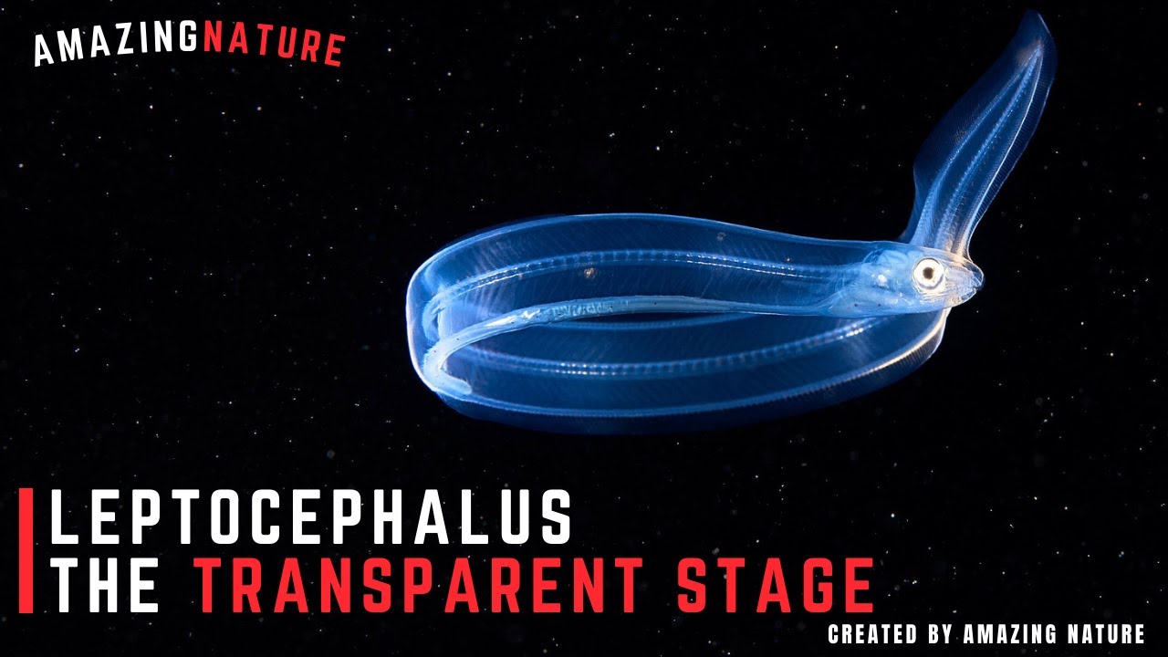 The Transparent Stage of EEL | AmazingNature