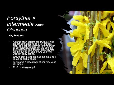 Forsythia pruning