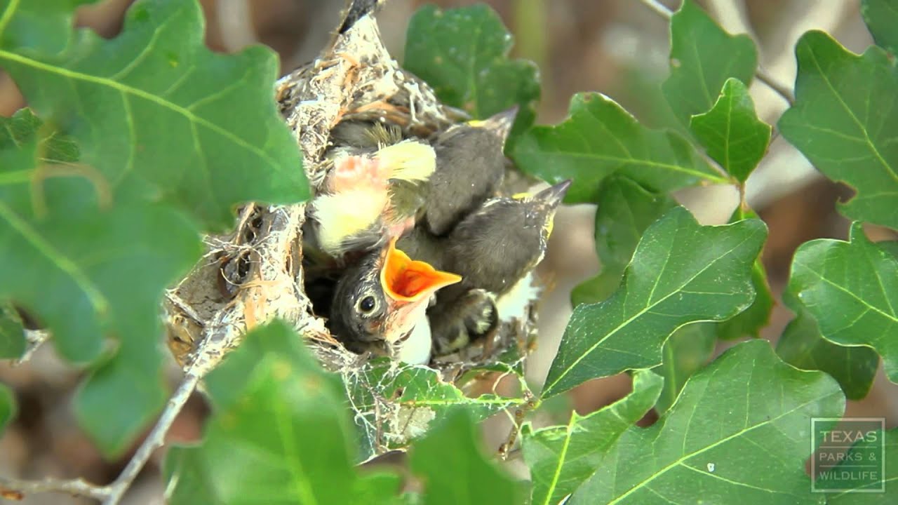 Black-capped Vireo Nests at Balcones Canyonlands, Texas