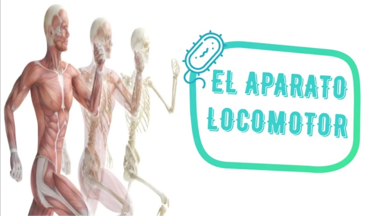 El aparato locomotor y sus cuidados.