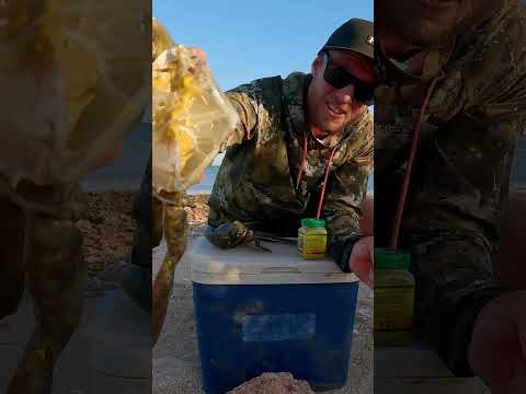 GIANT MUD CRAB CATCH & COOK 🌶