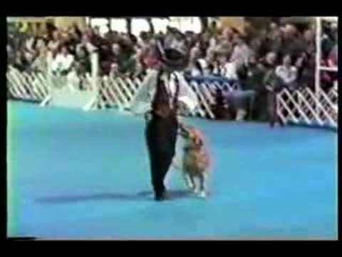 Danza del Golden retriever – Perro golden retriever