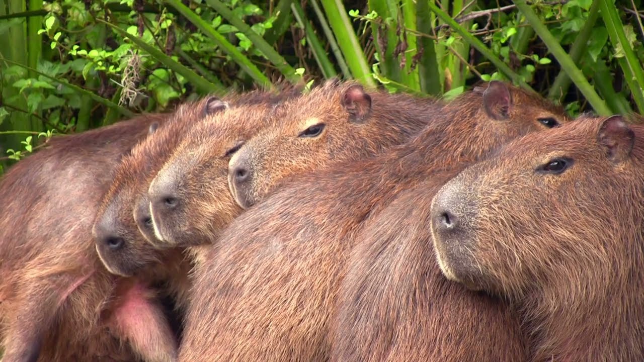 What Plants do Capybaras Eat