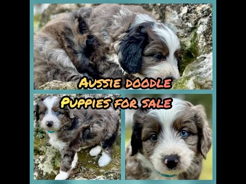 Aussie Doodles Puppies For Sale in Ocala