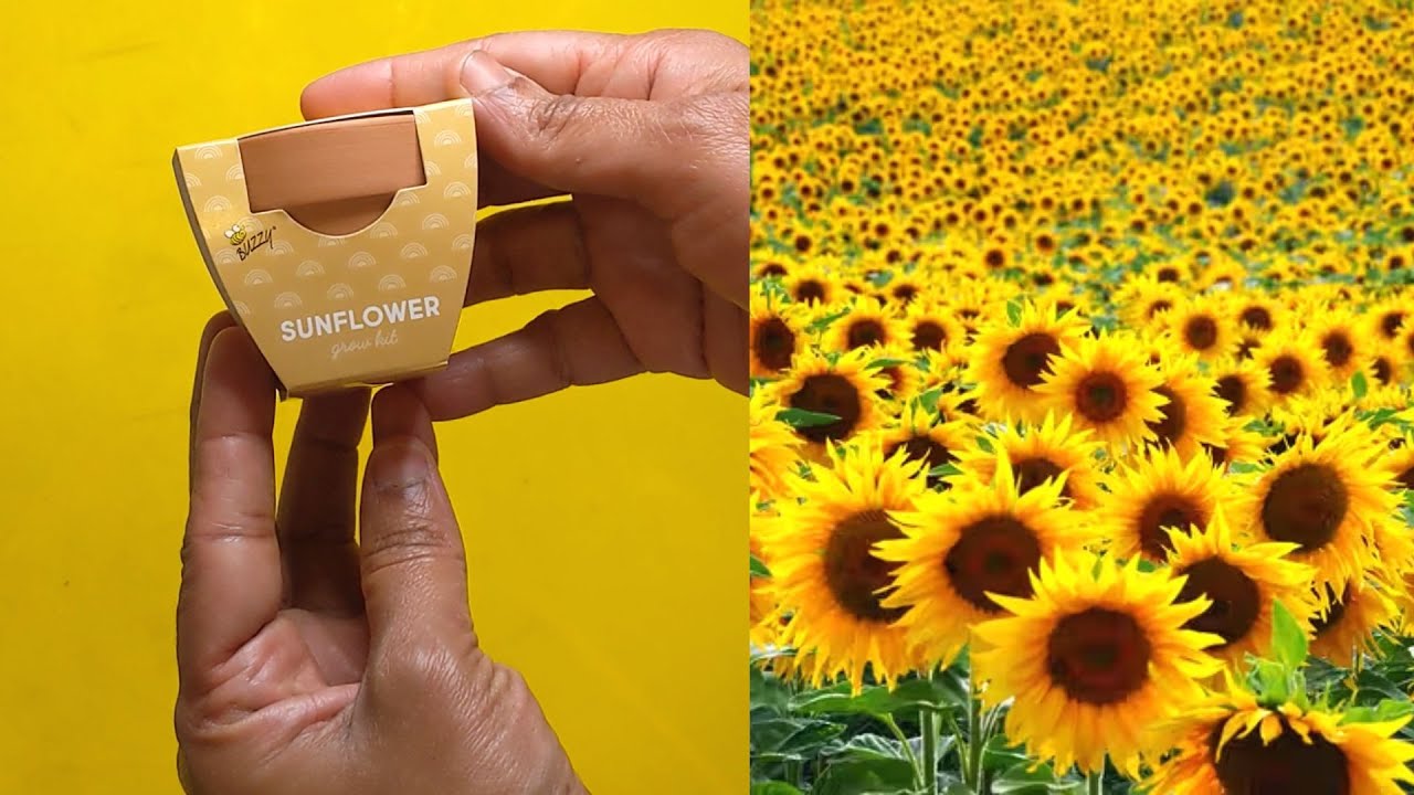 Buzzy Sunflower Grow kit | Target | $1