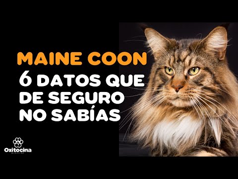 MAINE COON: 6 COSAS que debes SABER