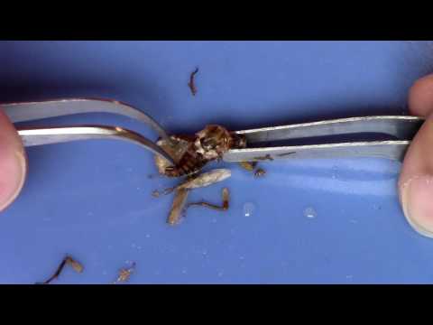 Cricket Dissection
