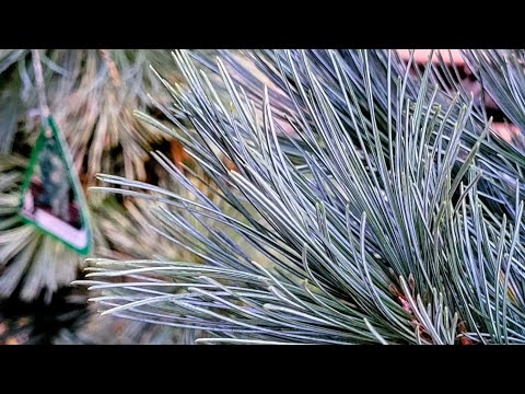 Blue Limber Pine ❄️