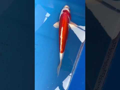 Over 100 new amazing Japanese koi on our website! Get yours before they are gone! Everythingkoi.com