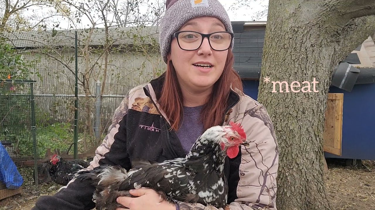 Java chickens! What you need to know and should you add them to your homestead