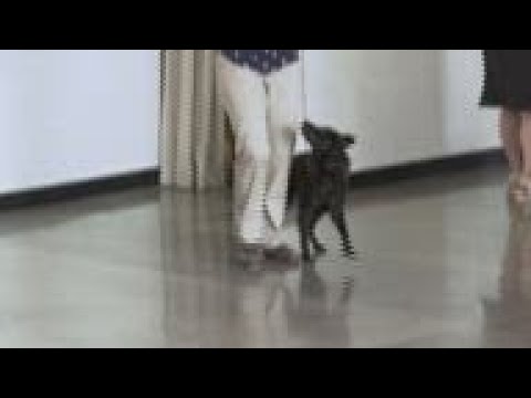 New dog show breeds are Mudi, Russian Toy