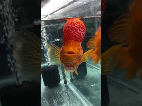 Beautiful Rare Flowerhorn Cichlids at Aquashella