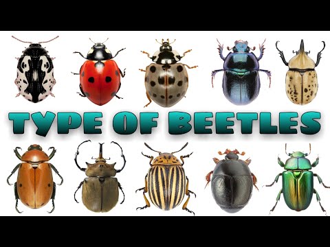 BEETLE | Type of beetle | Learning name and picture of beetles species PART1 | Kids life tv