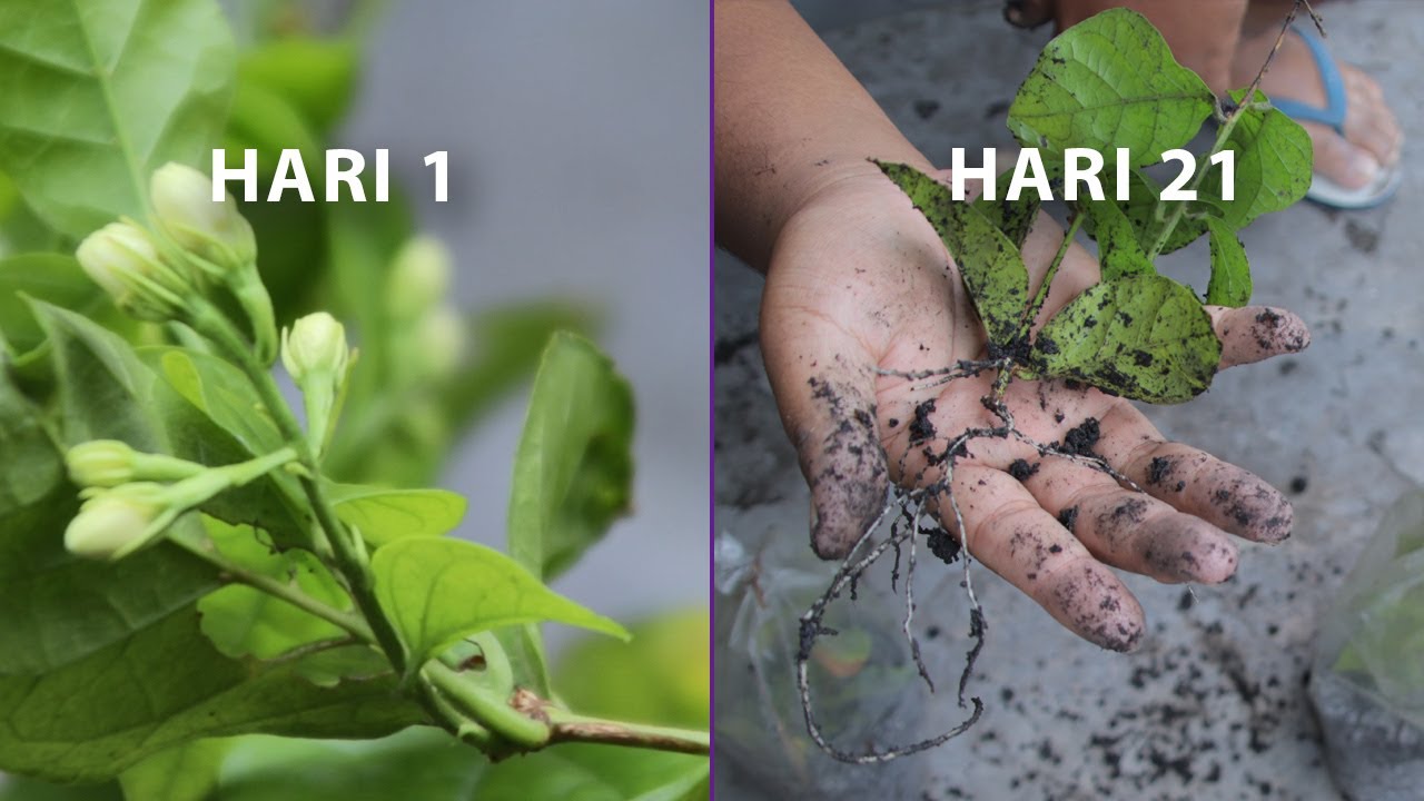 How to Grow Jasmine from Cuttings at Home