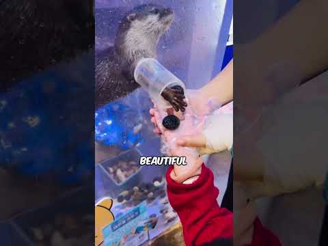How This Otter Gives Stunning Gifts! 🦦