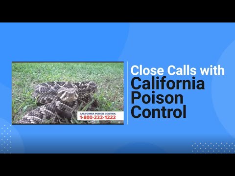 Rattlesnakes | California Poison Control System