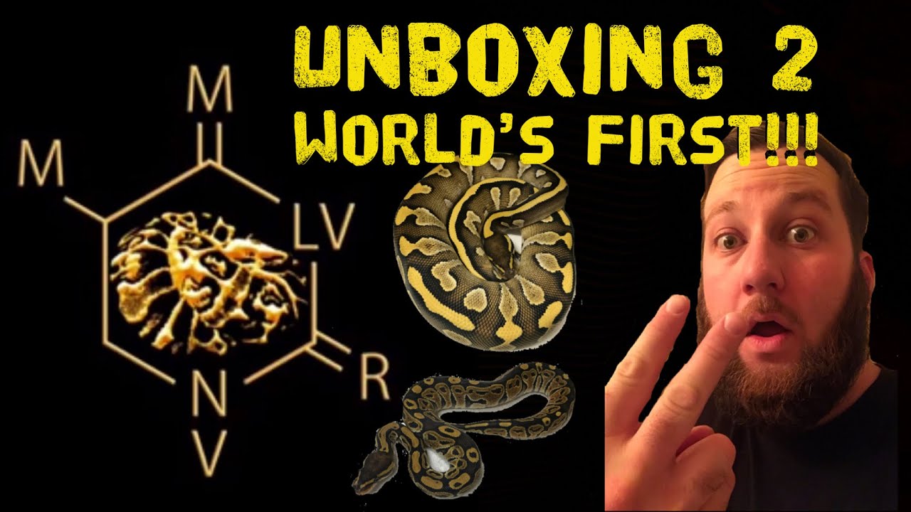 Unboxing 2 World’s First Ball Pythons