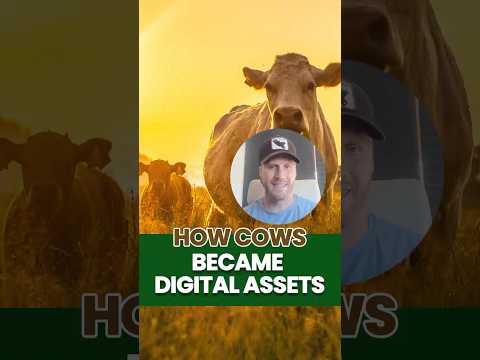Process of Tracking Cattle on Blockchain! #cattle #blockchain #farming #bitcoin #investing