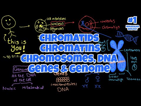 Chromatids, Chromatins, Chromosomes, DNA, Genes & Genome Explained