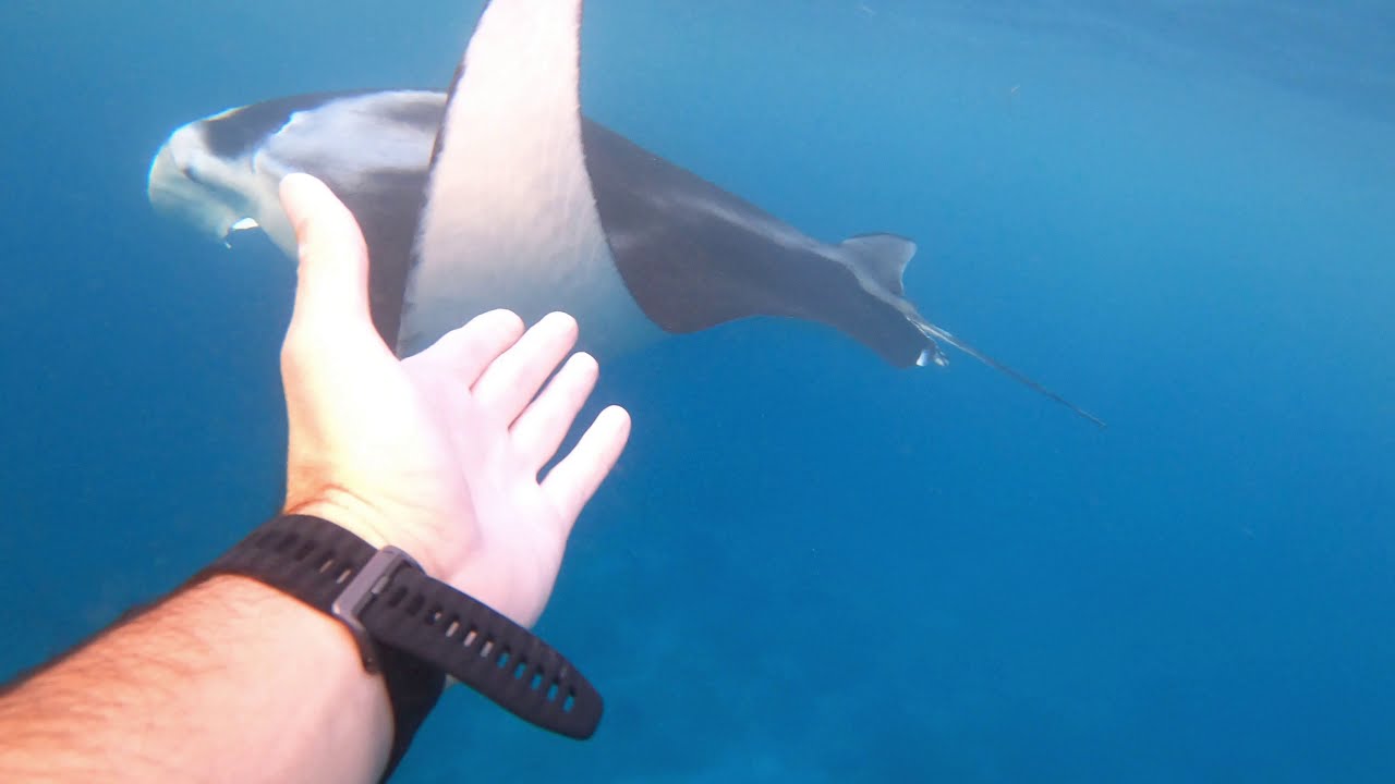Swimming with Manta Rays in Agana Bay Guam