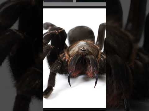 Big Spider Translated in Spanish #arianagrande #Big spider