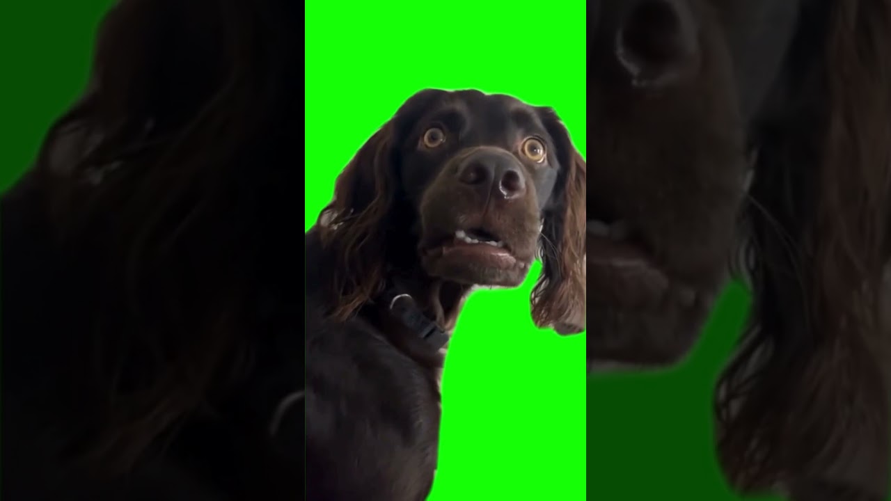 Confused Black Dog Meme Download | Confused Black Dog template  #memetemplate #memetemplateformemers