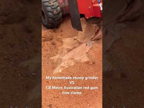 Homemade stump grinder for my dingo VS a 1.8 meter Australian red gum