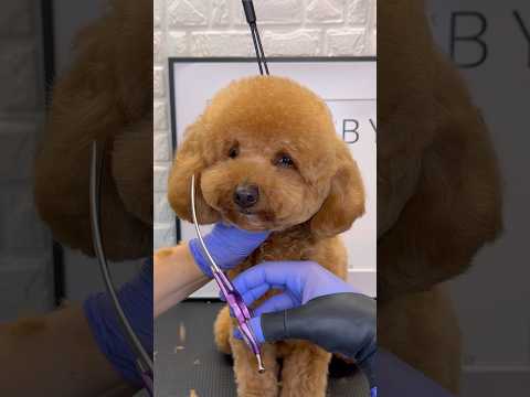 Round muzzle ๐ฉ #doggroomingtips #dogshorts #groomer
