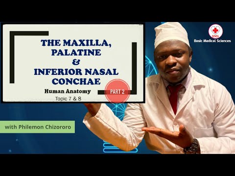 Maxilla,Palatine and Inferior Nasal Conchae