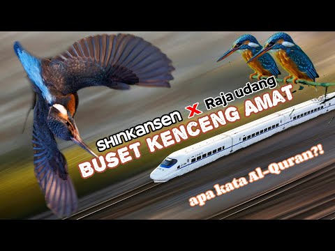Burung ini Menginspirasi Desain SHINKANSEN (Kereta Cepat Jepang) |Fakta Menarik | Alquran & Sains