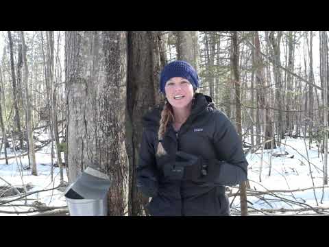 The Science of Sap
