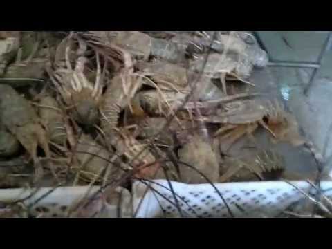 Live GREEN LOBSTER Senegal | |Senegal Seafood|Senegal Fish|