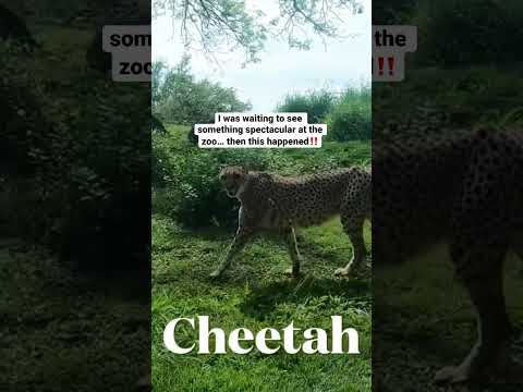 I couldn’t believe we saw this at the Honolulu Zoo! #adventure #happy #family #hawaii #joy #cheetah