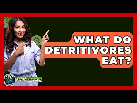 What Do Detritivores Eat? - Earth Science Answers