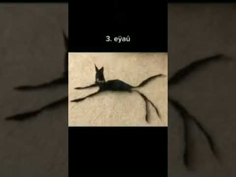 distorted pictures of cats as inaudible sounds :